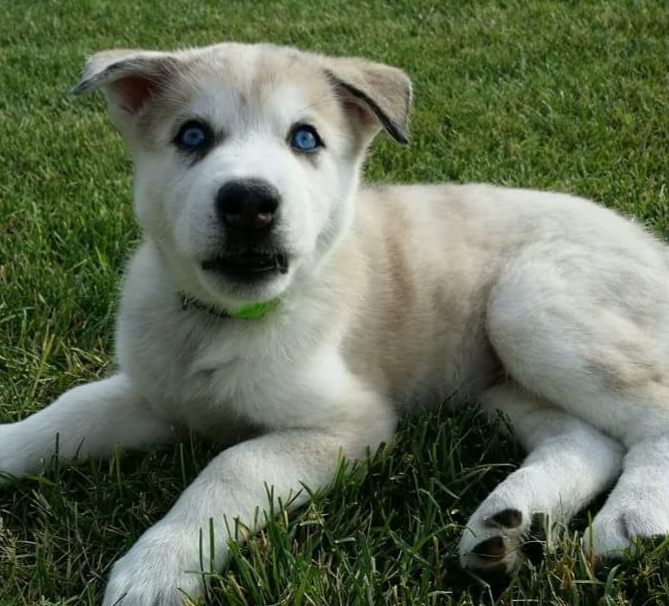A dog saves my broken soul – It’s Probably Sharon